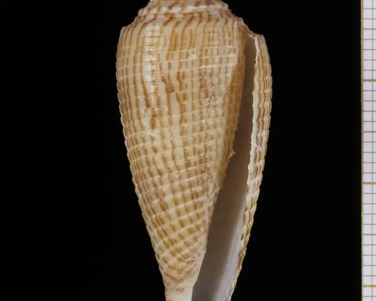 Conus armadillo - Facts, Diet, Habitat & Pictures on Animalia.bio