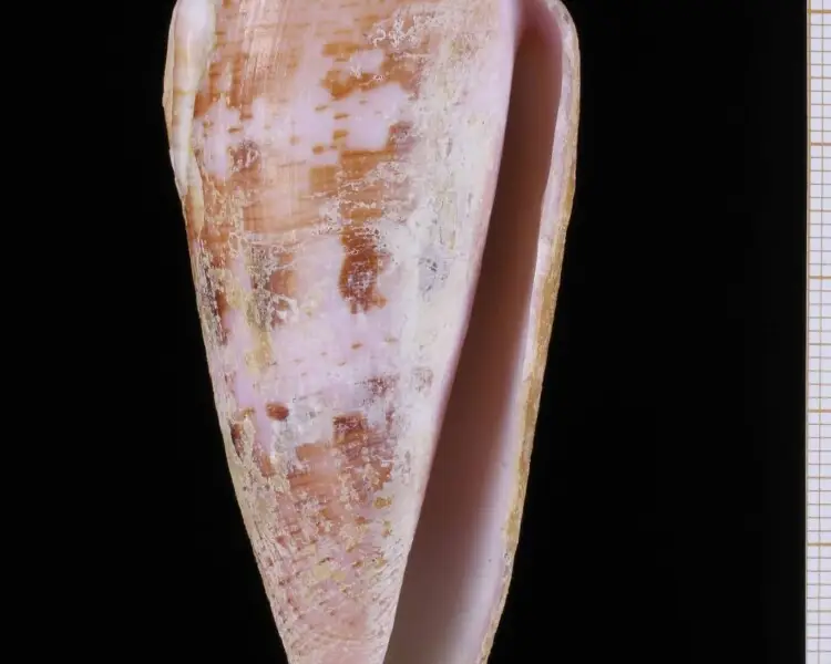 Conus crosnieri - Facts, Diet, Habitat & Pictures on Animalia.bio