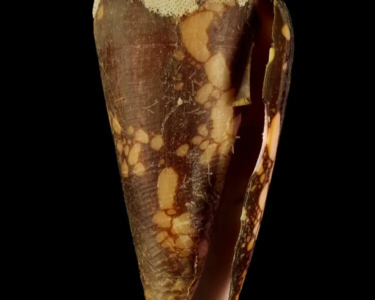 Conus magnificus - Facts, Diet, Habitat & Pictures on Animalia.bio