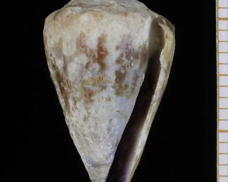 Conus nux - Facts, Diet, Habitat & Pictures on Animalia.bio