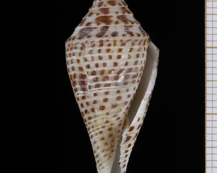 Conus praecellens - Facts, Diet, Habitat & Pictures on Animalia.bio