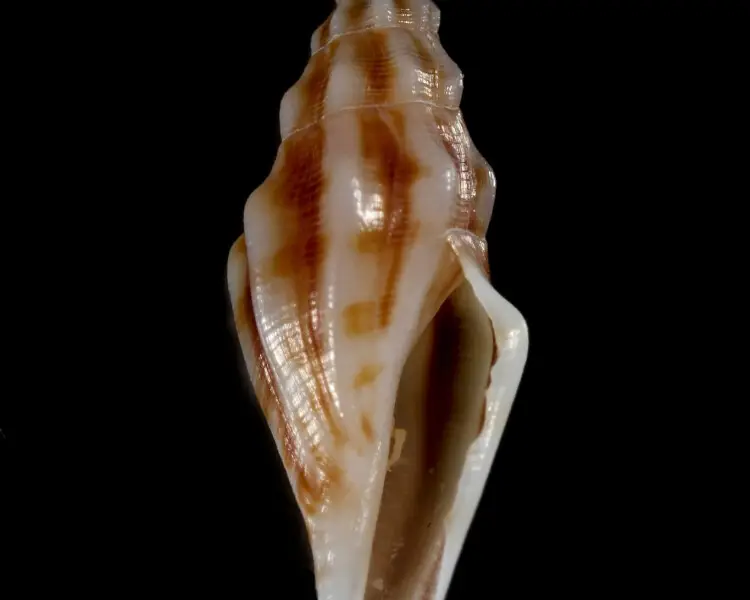 Eucithara alacris - Facts, Diet, Habitat & Pictures on Animalia.bio