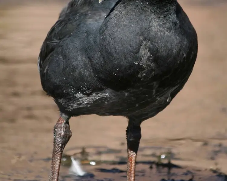 Giant coot - Facts, Diet, Habitat & Pictures on Animalia.bio