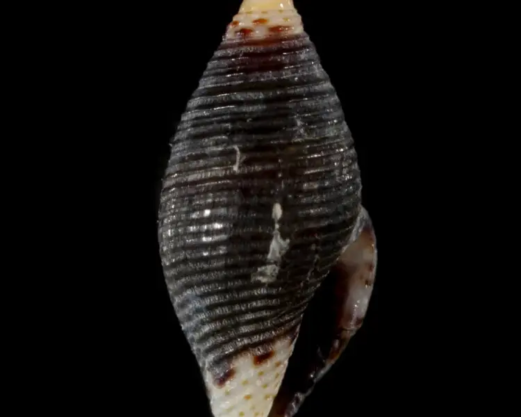 Mitromorpha fischeri - факти, дієта, ареал і фотографії на Animalia.bio