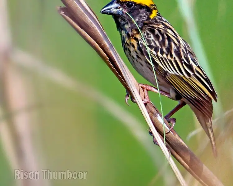 Streaked weaver - Facts, Diet, Habitat & Pictures on Animalia.bio
