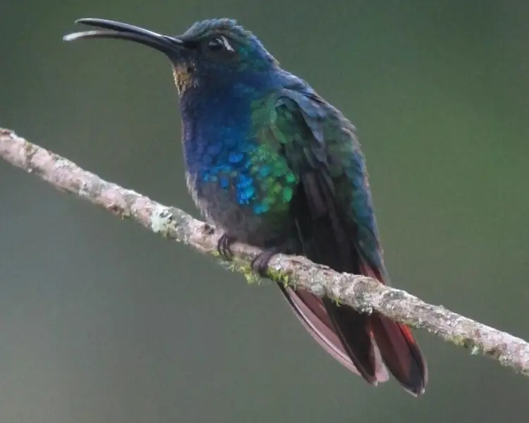 Lazuline sabrewing - Facts, Diet, Habitat & Pictures on Animalia.bio