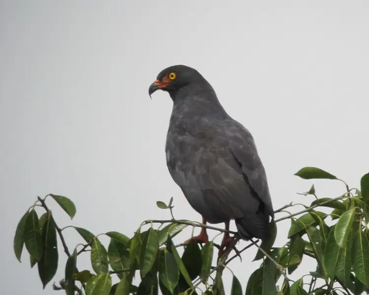 Helicolestes hamatus - факти, дієта, ареал і фотографії на Animalia.bio