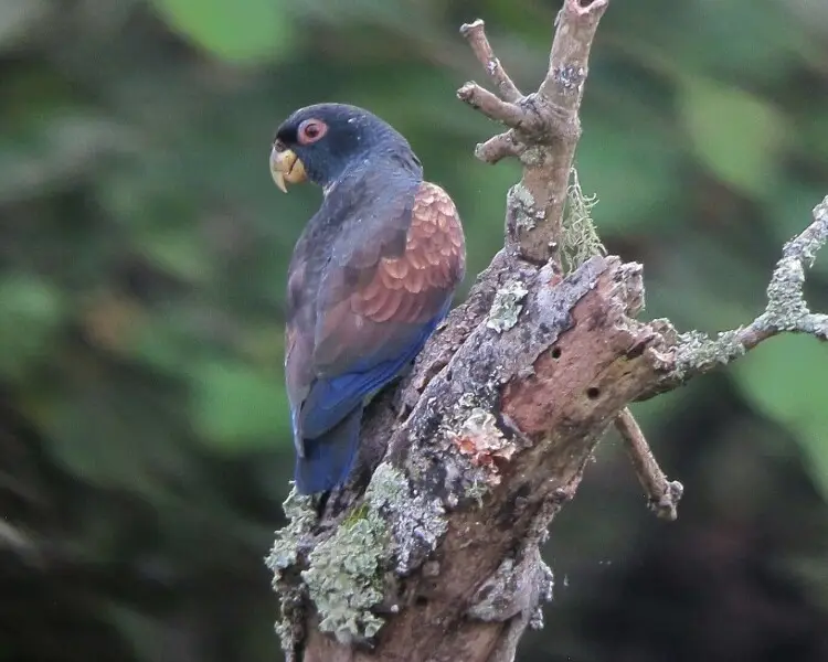 Bronze-winged parrot - Facts, Diet, Habitat & Pictures on Animalia.bio