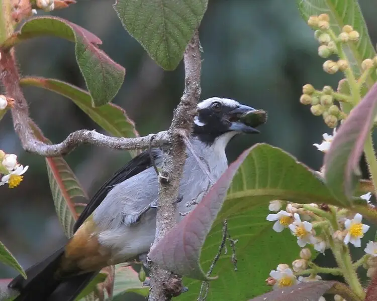 Saltator atripennis - Fatti, dieta, habitat e immagini su Animalia.bio