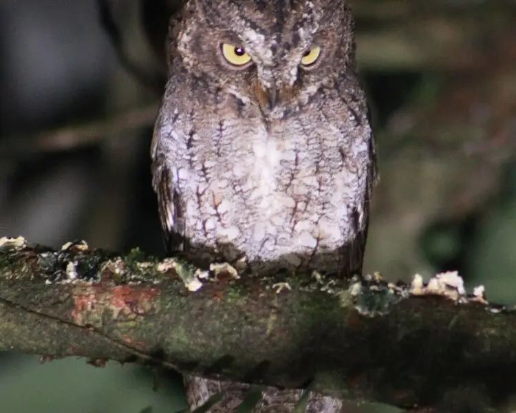 Otus manadensis - Fatti, dieta, habitat e immagini su Animalia.bio