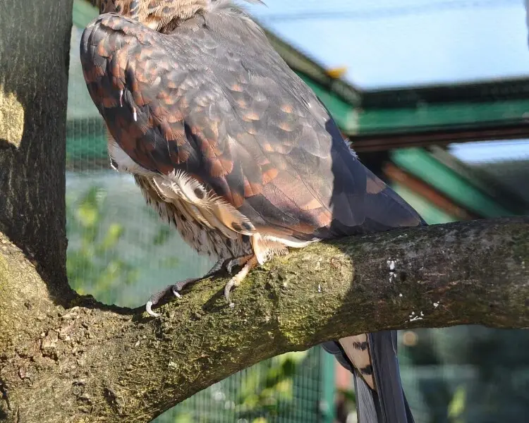 Cuckoo roller - Facts, Diet, Habitat & Pictures on Animalia.bio
