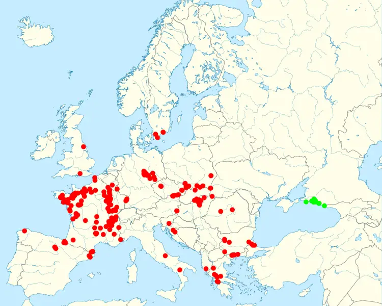 Alcathoe bat - Facts, Diet, Habitat & Pictures on Animalia.bio