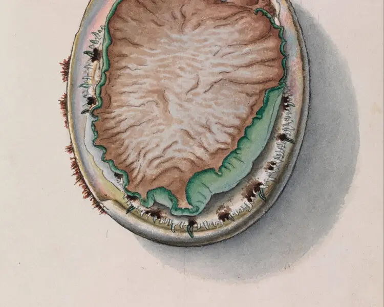 Haliotis laevigata - Facts, Diet, Habitat & Pictures on Animalia.bio