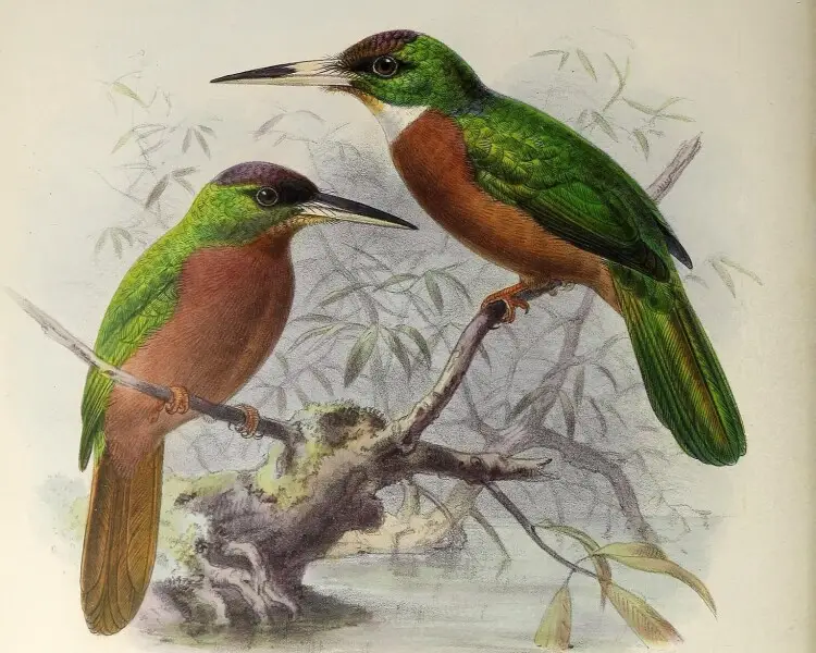 Yellow-billed jacamar - Facts, Diet, Habitat & Pictures on Animalia.bio
