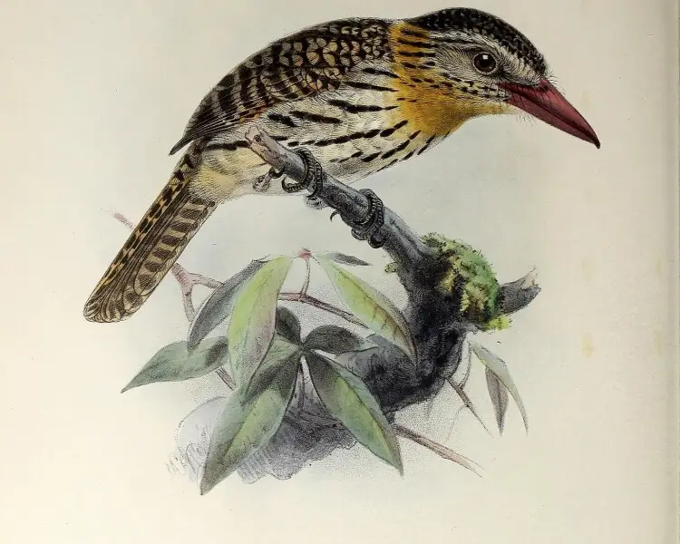 Chaco puffbird - Facts, Diet, Habitat & Pictures on Animalia.bio