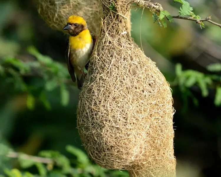 Baya weaver - Facts, Diet, Habitat & Pictures on Animalia.bio