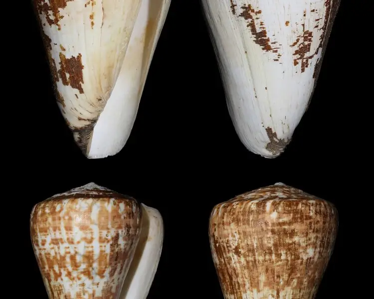 Conus pulcher - Facts, Diet, Habitat & Pictures on Animalia.bio