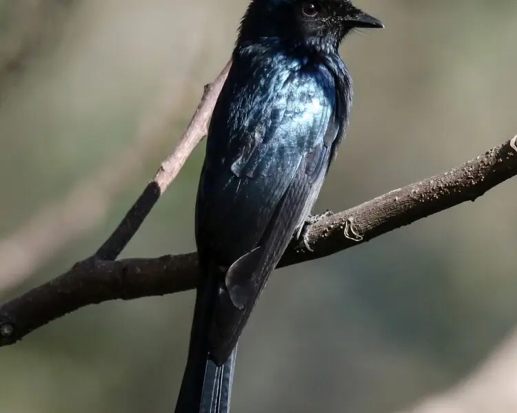 Bronzed drongo - Facts, Diet, Habitat & Pictures on Animalia.bio