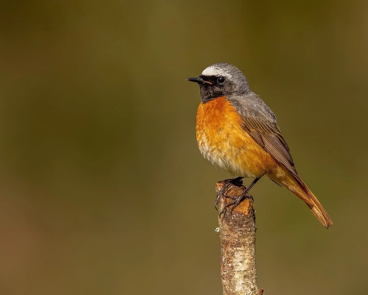 Горихвістка звичайна - факти, дієта, ареал і фотографії на Animalia.bio