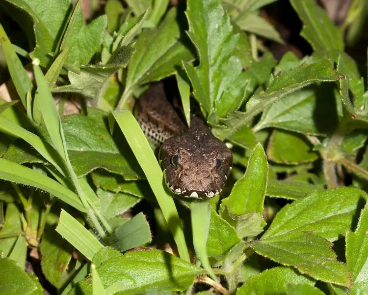 Northern death adder - Facts, Diet, Habitat & Pictures on Animalia.bio