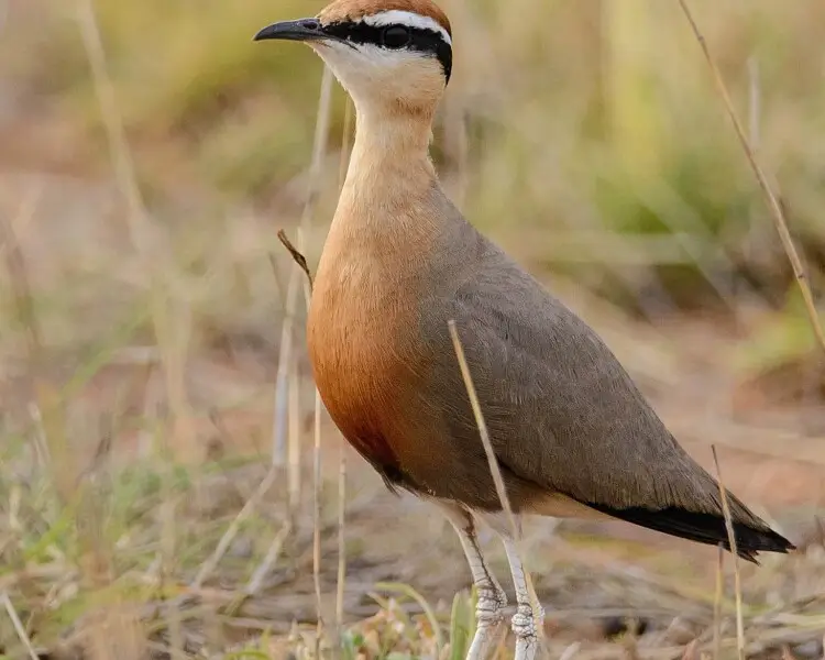 Indian courser - Facts, Diet, Habitat & Pictures on Animalia.bio