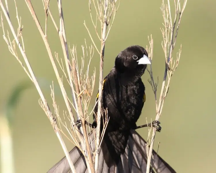 Euplectes albonotatus - Fatti, dieta, habitat e immagini su Animalia.bio