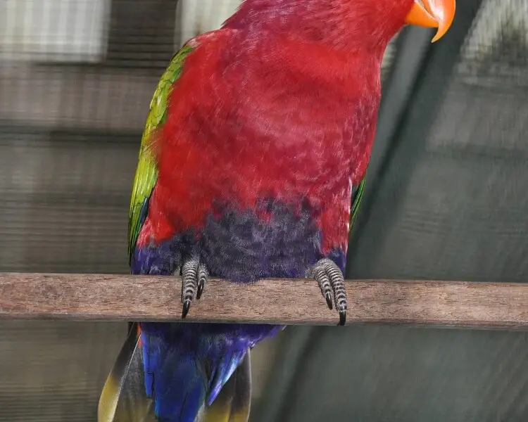 Lorius hypoinochrous - факти, дієта, ареал і фотографії на Animalia.bio