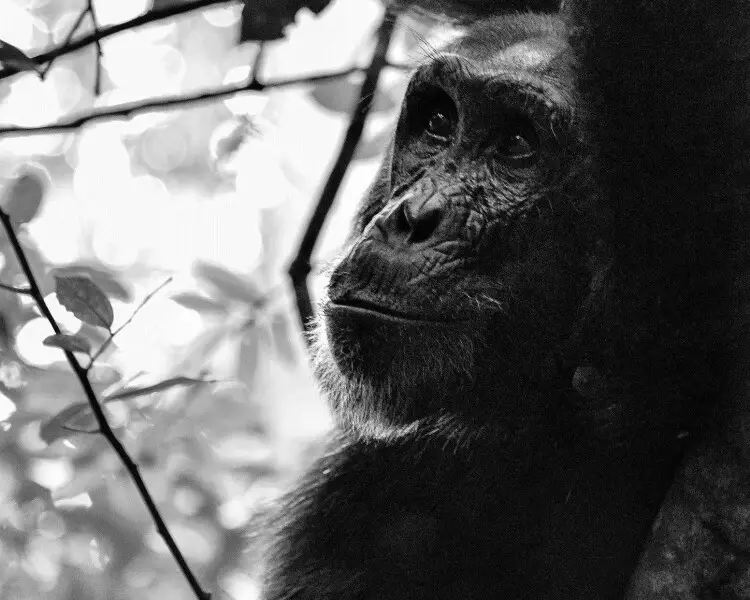 Eastern chimpanzee - Facts, Diet, Habitat & Pictures on Animalia.bio Eastern chimpanzee - Facts, Diet, Habitat & Pictures on Animalia.bio