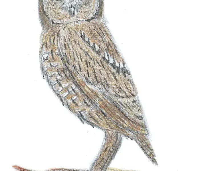 Otus mauli - факти, дієта, ареал і фотографії на Animalia.bio