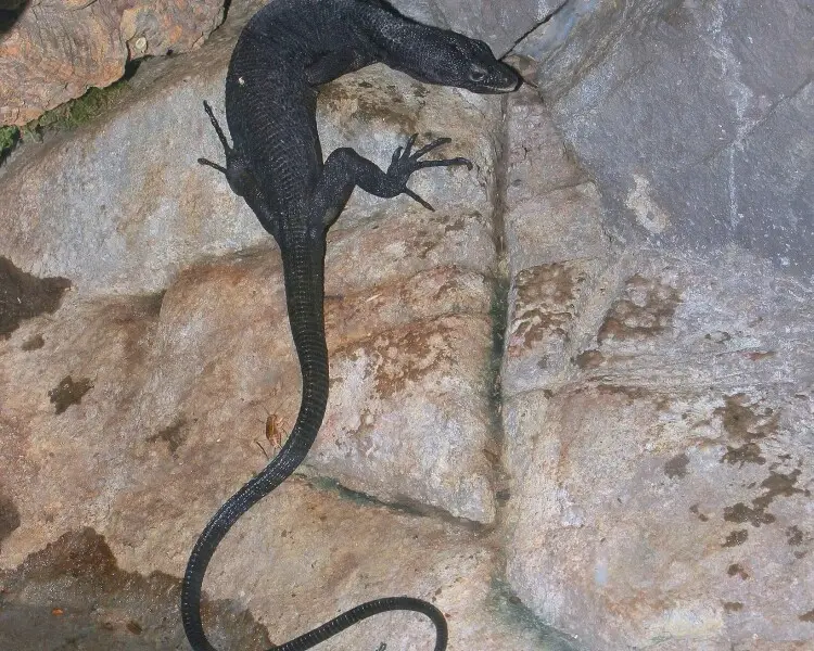 Black tree monitor - Facts, Diet, Habitat & Pictures on Animalia.bio