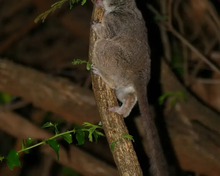 Mohol bushbaby - Facts, Diet, Habitat & Pictures on Animalia.bio