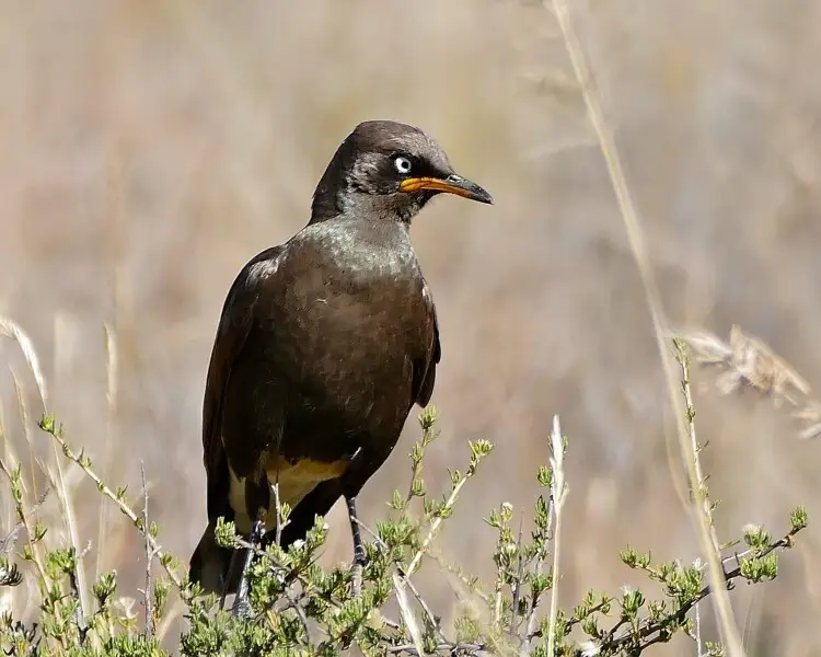 Pied starling - Facts, Diet, Habitat & Pictures on Animalia.bio