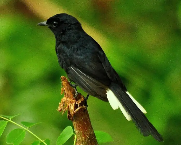 Copsychus niger - факти, дієта, ареал і фотографії на Animalia.bio