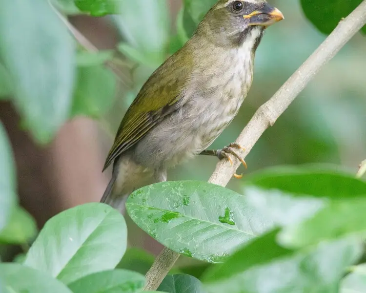 Зернолуск антильський - факти, дієта, ареал і фотографії на Animalia.bio
