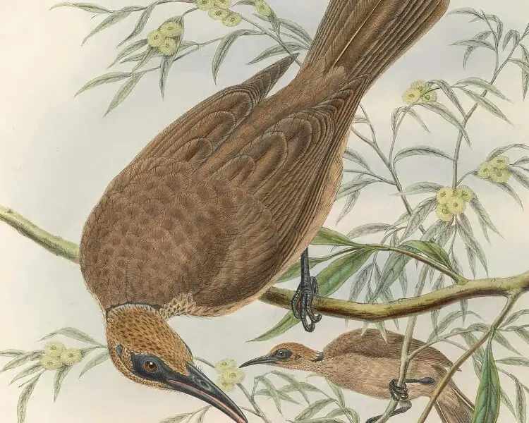 Tanimbar friarbird - Facts, Diet, Habitat & Pictures on Animalia.bio