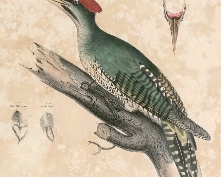 Streak-breasted woodpecker - Facts, Diet, Habitat & Pictures on ...