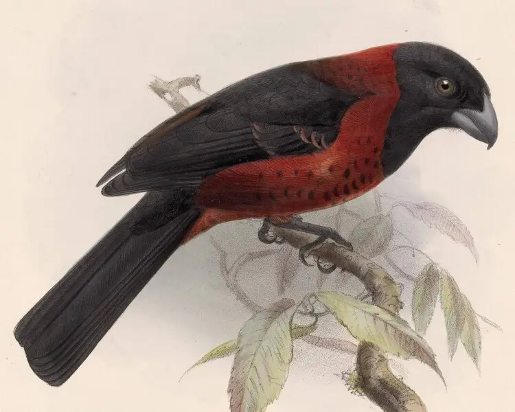 Crimson-collared grosbeak - Facts, Diet, Habitat & Pictures on Animalia.bio