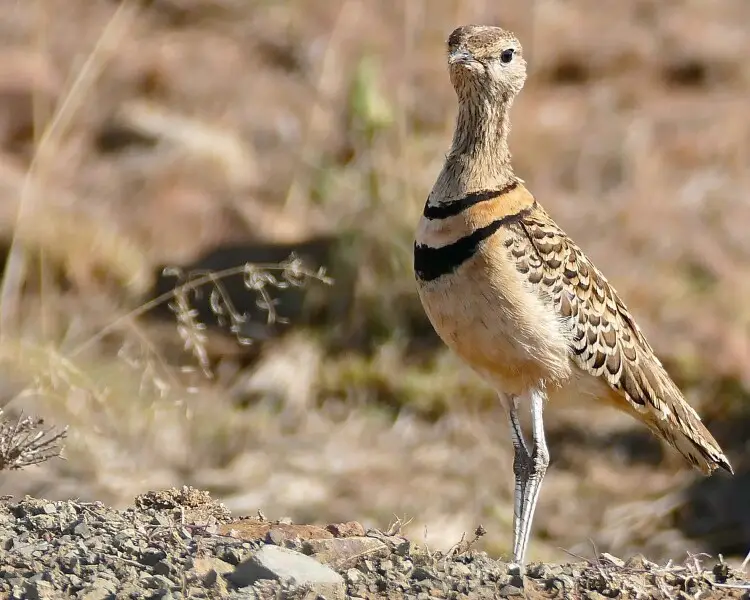 Бігунець смугастоволий - факти, дієта, ареал і фотографії на Animalia.bio