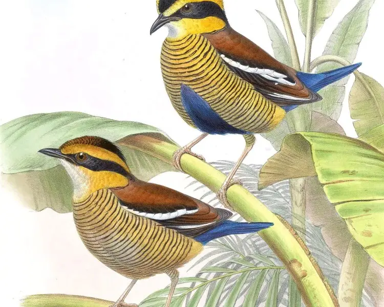 Bornean banded pitta - Facts, Diet, Habitat & Pictures on Animalia.bio
