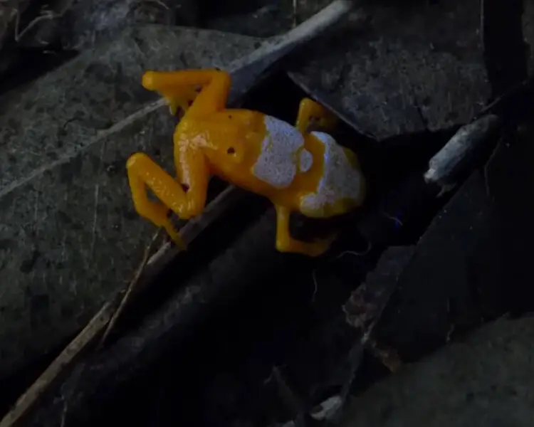 Pumpkin toadlet - Facts, Diet, Habitat & Pictures on Animalia.bio