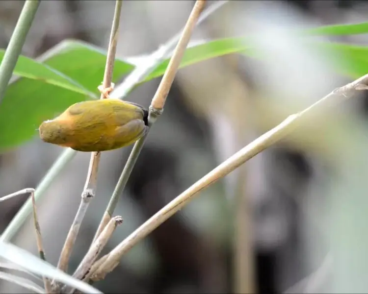 Sasia ochracea - факти, дієта, ареал і фотографії на Animalia.bio