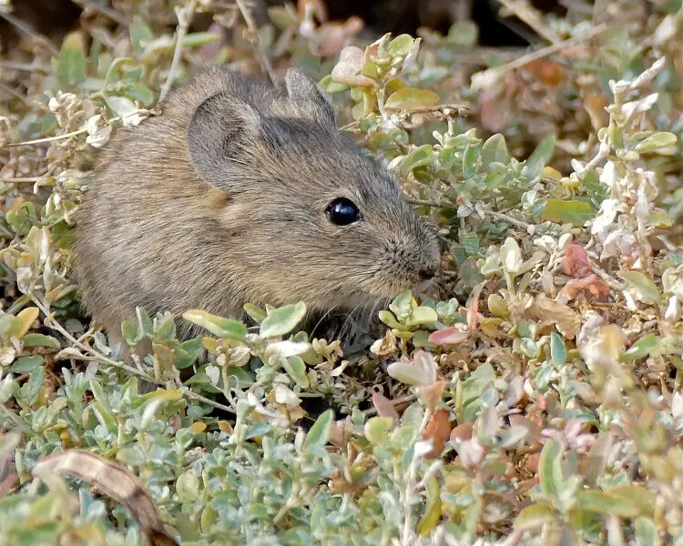 Bush vlei rat - Facts, Diet, Habitat & Pictures on Animalia.bio
