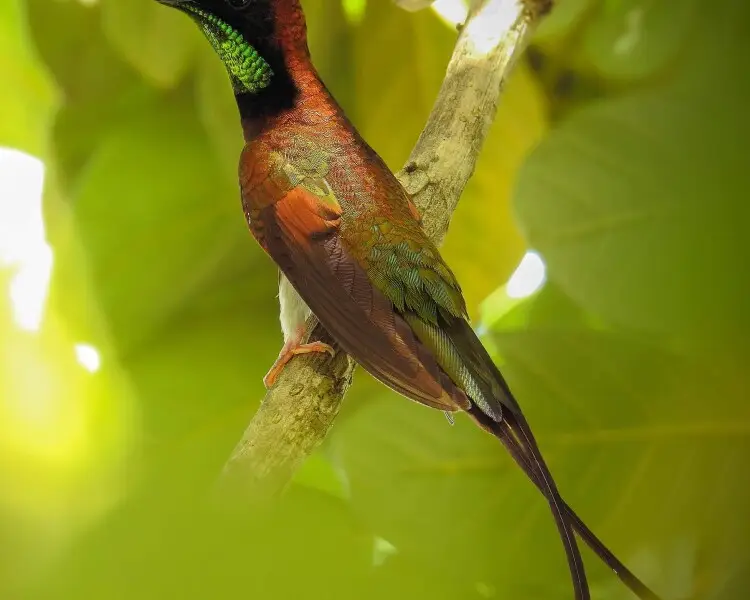 Crimson topaz - Facts, Diet, Habitat & Pictures on Animalia.bio