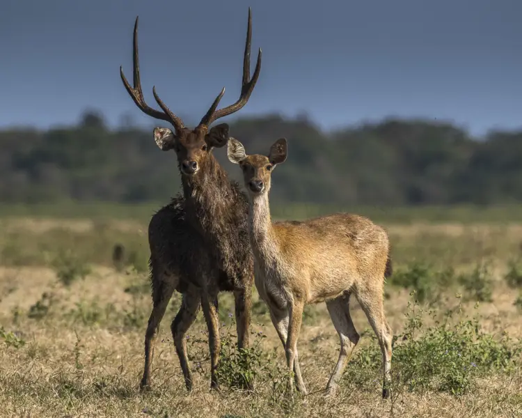 Rusa Deer - Facts, Diet, Habitat & Pictures on Animalia.bio