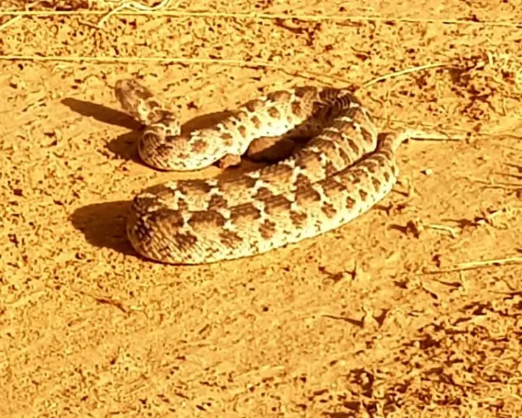 Echis leucogaster - Facts, Diet, Habitat & Pictures on Animalia.bio