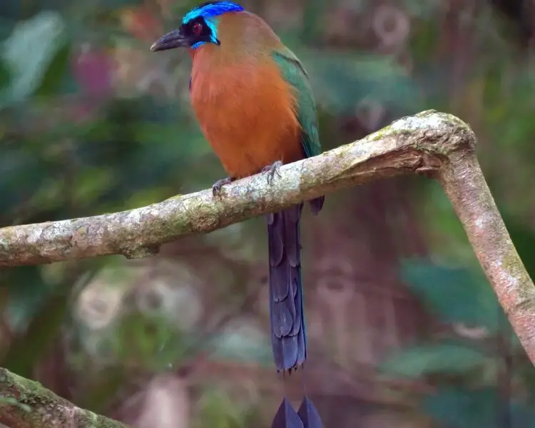 Trinidad motmot - Facts, Diet, Habitat & Pictures on Animalia.bio