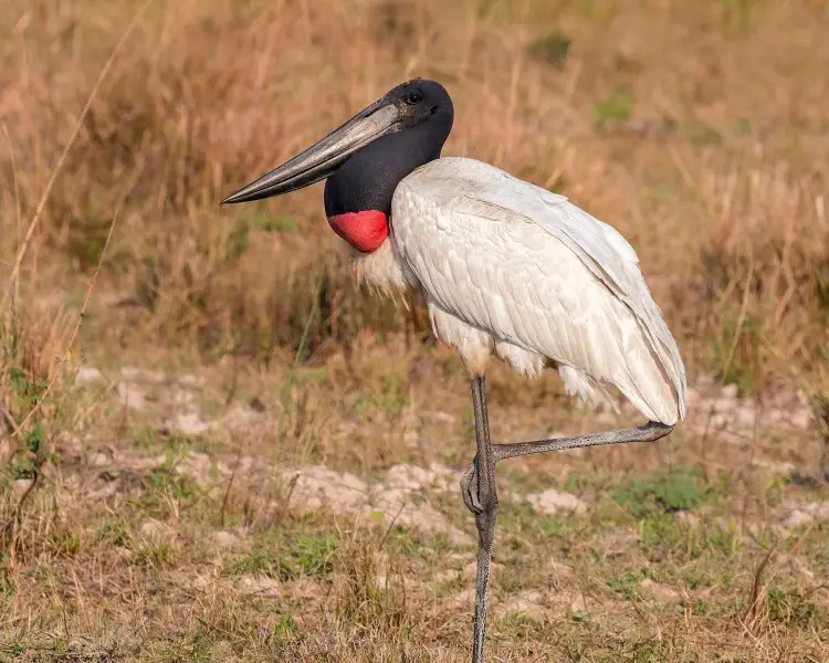 Jabiru - Facts, Diet, Habitat & Pictures on Animalia.bio
