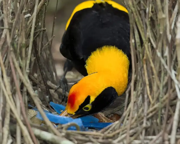 Regent bowerbird - Facts, Diet, Habitat & Pictures on Animalia.bio
