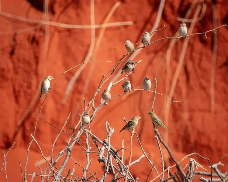 Red-billed quelea - Facts, Diet, Habitat & Pictures on Animalia.bio
