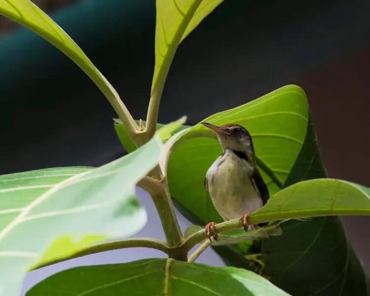 Common tailorbird - Facts, Diet, Habitat & Pictures on Animalia.bio